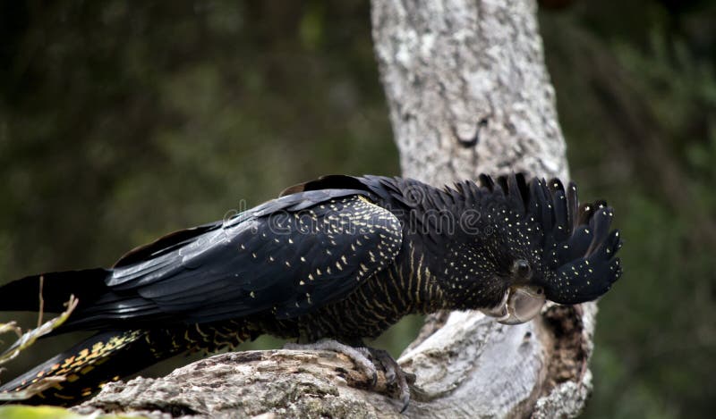 Side View Red Tailed Black Cockatoo Stock Photos - Free & Royalty-Free ...