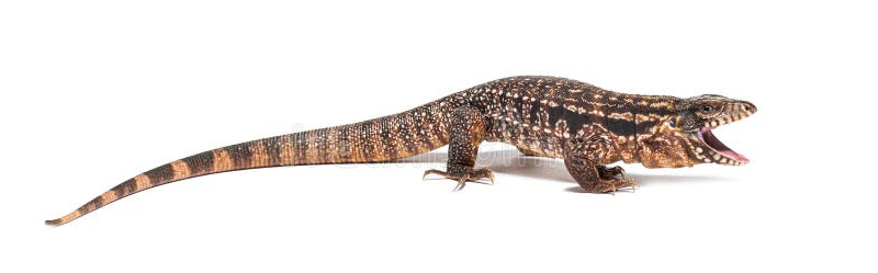 Side View of a Red Tegu Mouth Open, Salvator Rufescens, Isolated on ...