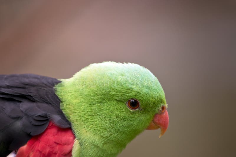 This is a Side View of a Red Winged Parrots Stock Image - Image of ...