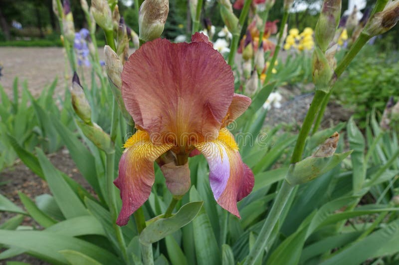 Side View of Red and Yellow Flower of Iris Germanica Stock Photo ...
