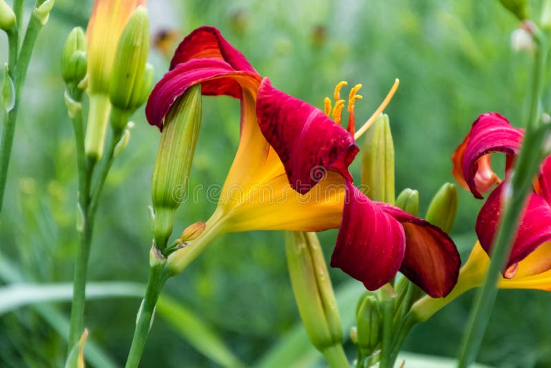 Side View of a Red and Yellow Lily Stock Photo - Image of lily, garden ...