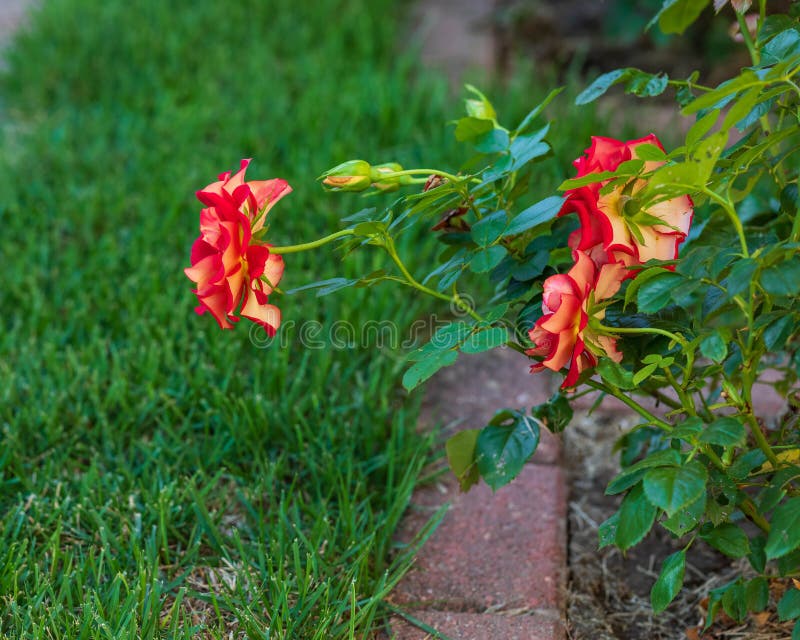A Side View of a Red and Yellow Rose Blooms Early in the Morning Stock ...