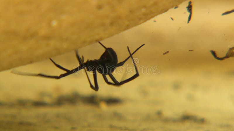 Side View of a Redback Spider by Its Web Stock Footage - Video of ...