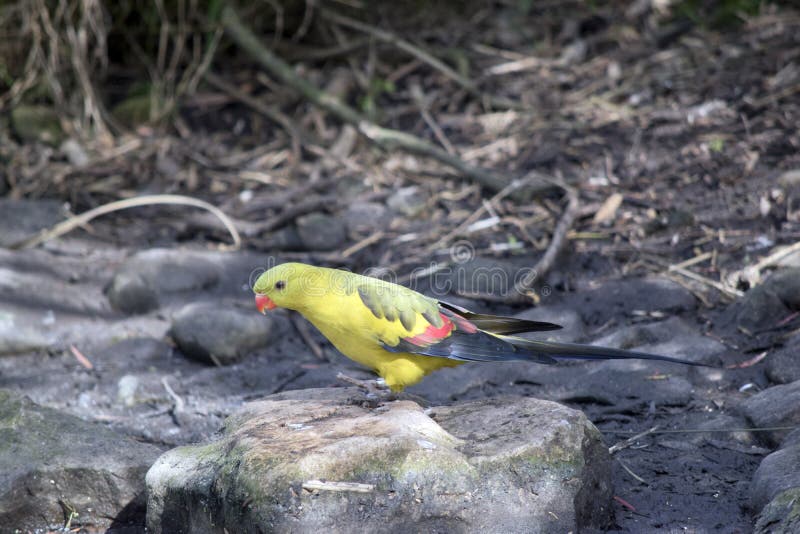 This is a Side View of a Regent Parrot Stock Photo - Image of australia ...