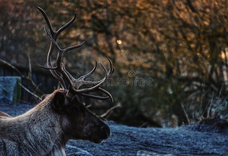 Side View of Reindeer Deer Standing in Forest Stock Photo - Image of ...