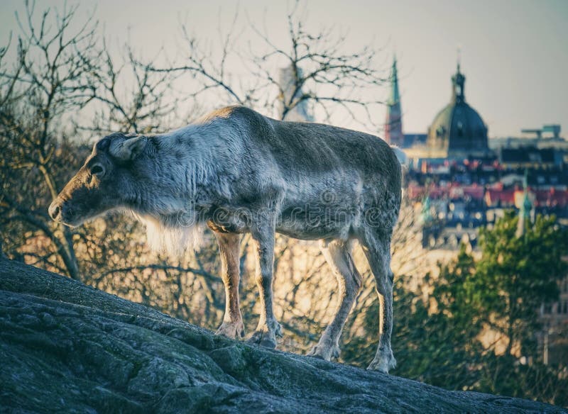 Side View of Reindeer Standing on Mountain Stock Image - Image of view ...