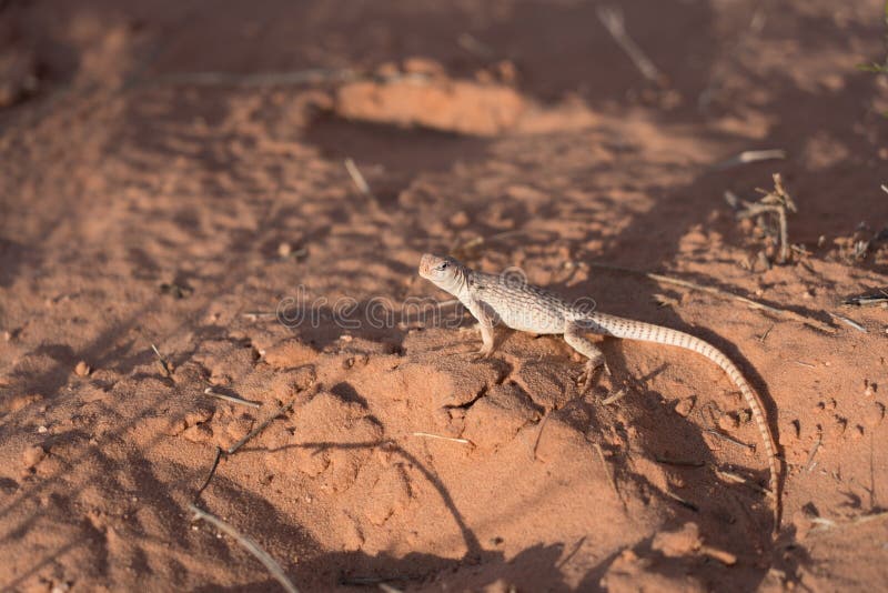Frilled Salamander Stock Photos - Free & Royalty-Free Stock Photos from ...