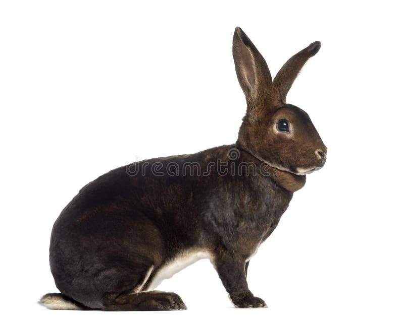 971 Rex Rabbit Stock Photos - Free & Royalty-Free Stock Photos from ...