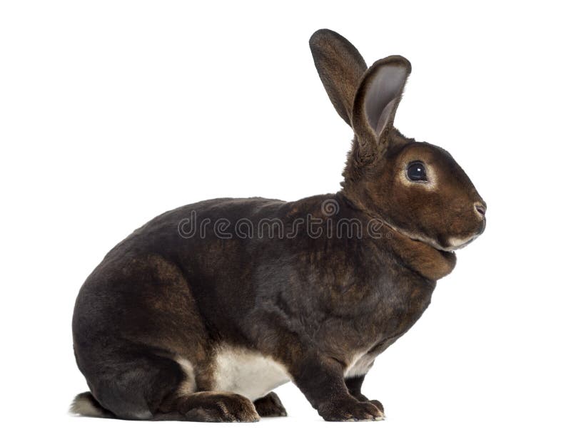 Side view of Rex Rabbit stock photo. Image of animal - 77483202