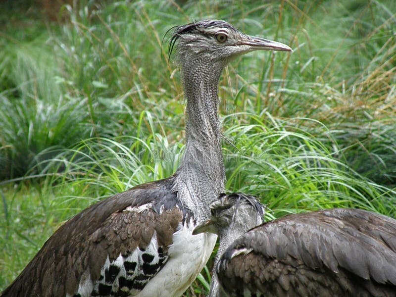 Side View of Rhea Bird with a Second in the Foreground Stock Photo ...