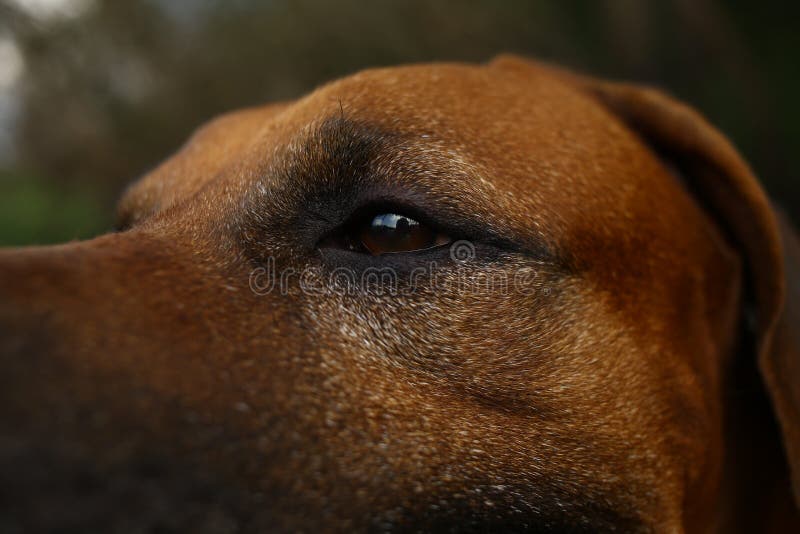 Side View at a Rhodesian Ridgeback for a Walk Outdoors on a Field Stock ...