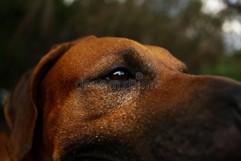 Side View at a Rhodesian Ridgeback for a Walk Outdoors on a Field Stock ...