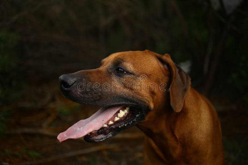 Side View at a Rhodesian Ridgeback for a Walk Outdoors on a Field Stock ...