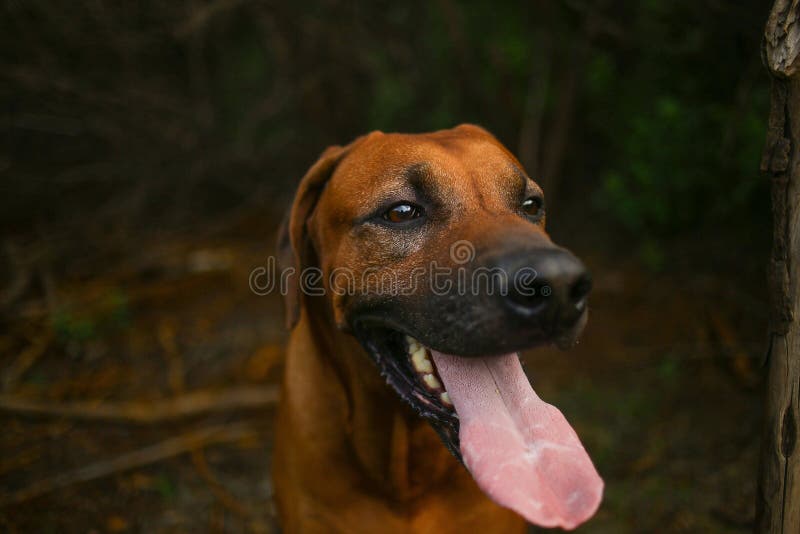 Side View at a Rhodesian Ridgeback for a Walk Outdoors on a Field Stock ...