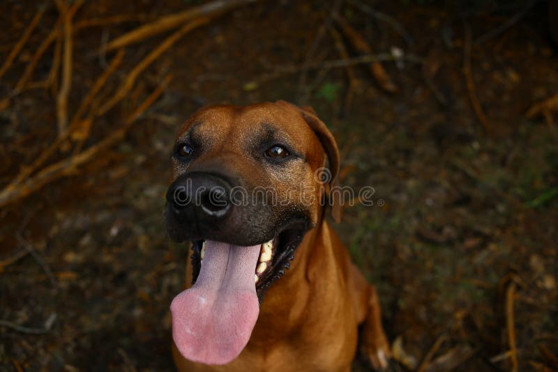 Side View at a Rhodesian Ridgeback for a Walk Outdoors on a Field Stock ...