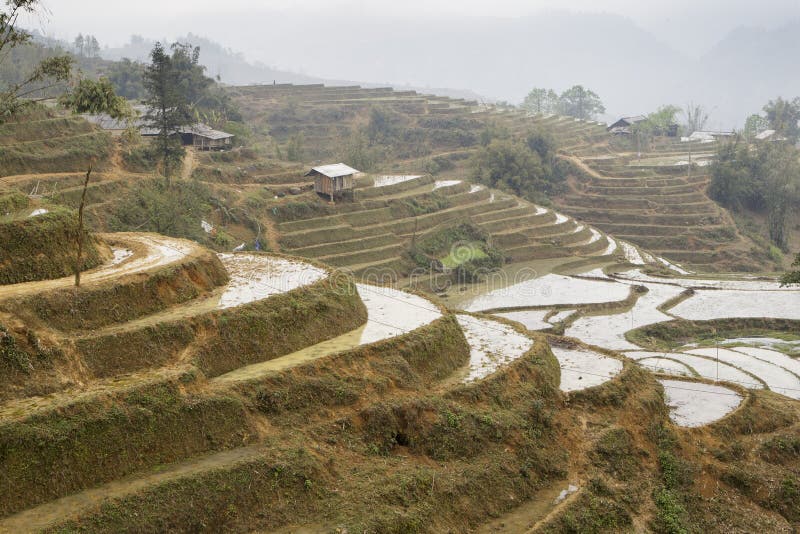 Side view on rice fields stock photo. Image of village - 71409068