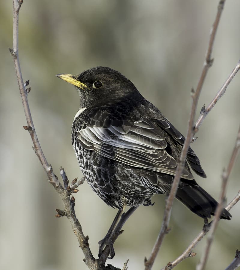 Bird Ouzel stock photo. Image of blackbird, dream, grasshopper - 55575552