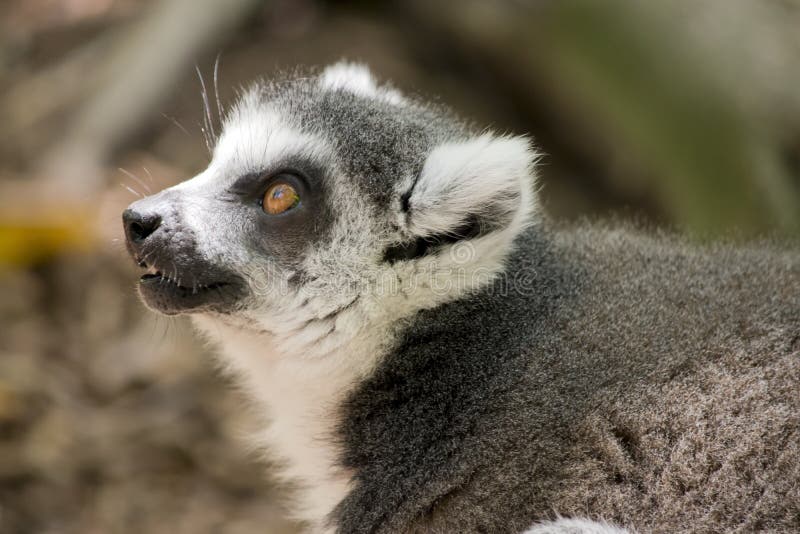 This is a Side View of a Ring Tailed Lemur Stock Photo - Image of ...