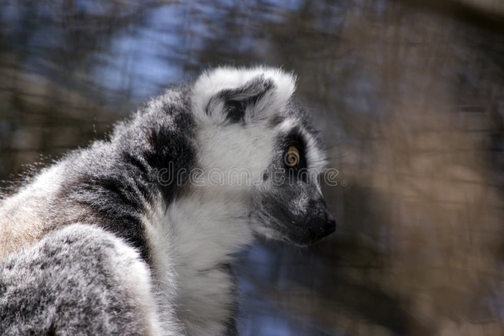 This is a Side View of a Ring Tailed Lemur Stock Photo - Image of ...