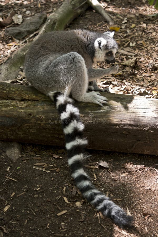 191 Side View Lemur Stock Photos - Free & Royalty-Free Stock Photos ...