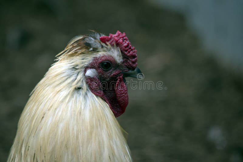 This is a Side View of a Rooster Stock Photo - Image of rooster ...