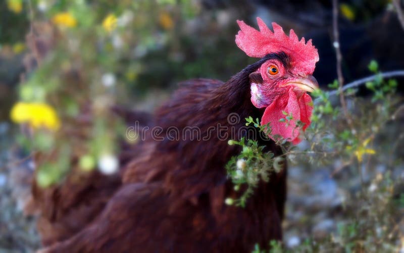 470 Dinosaur Side View Photos - Free & Royalty-Free Stock Photos from ...