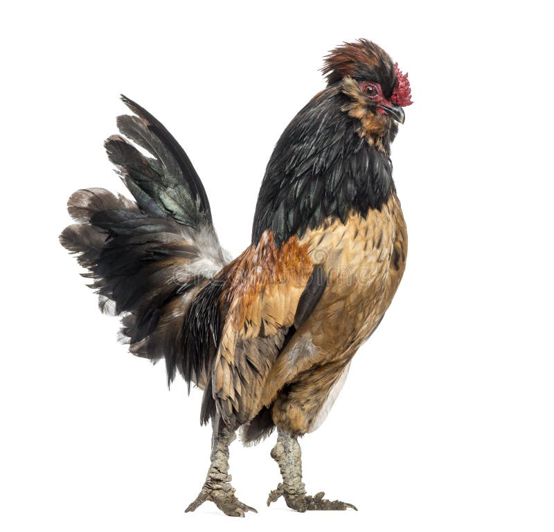 Rooster Isolated on White with Path Stock Photo - Image of stunning ...