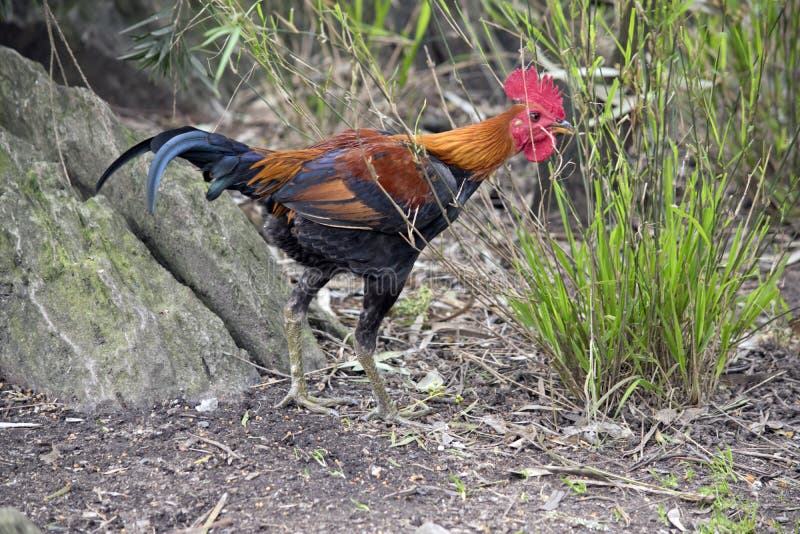 This is a Side View of a Rooster Stock Image - Image of feathers, farm ...