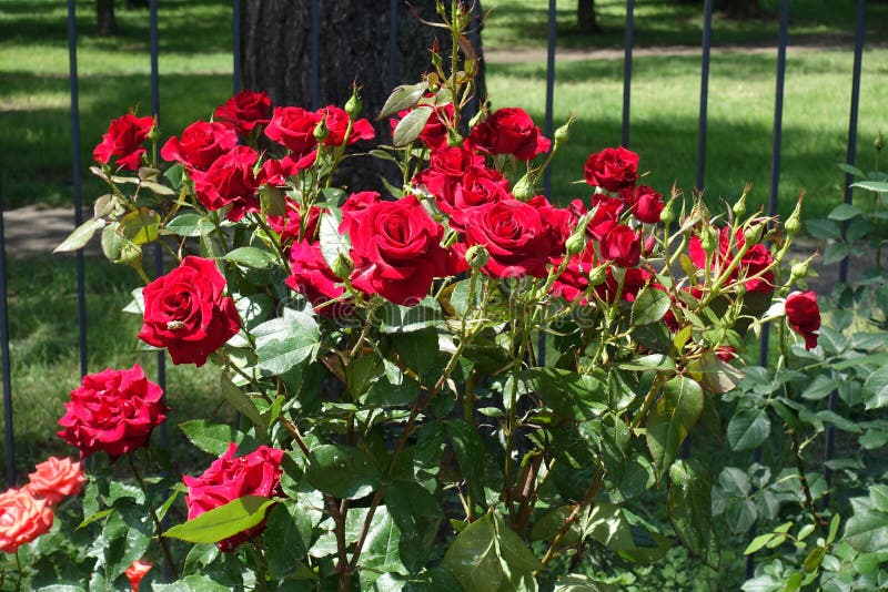 Side View of Rose Bush with Red Flowers and Buds Stock Image - Image of ...