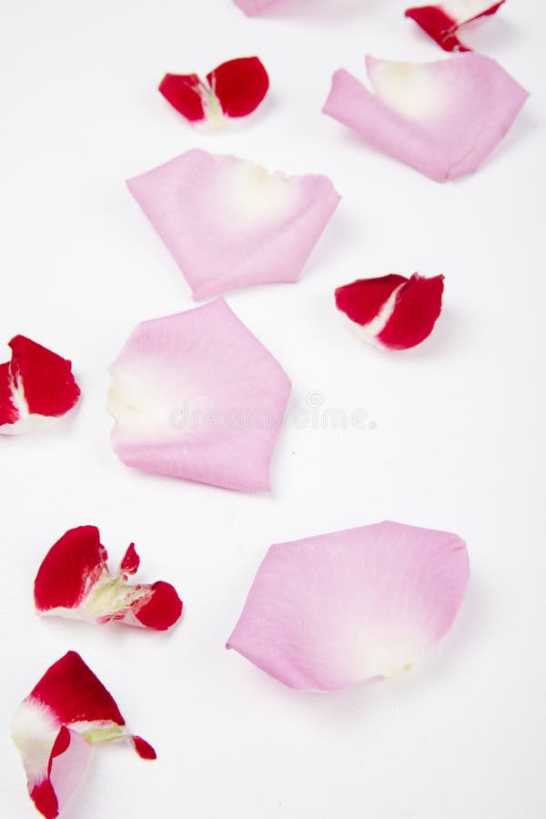 Side View of Rose Flower Petals Scattered on White Background Stock ...