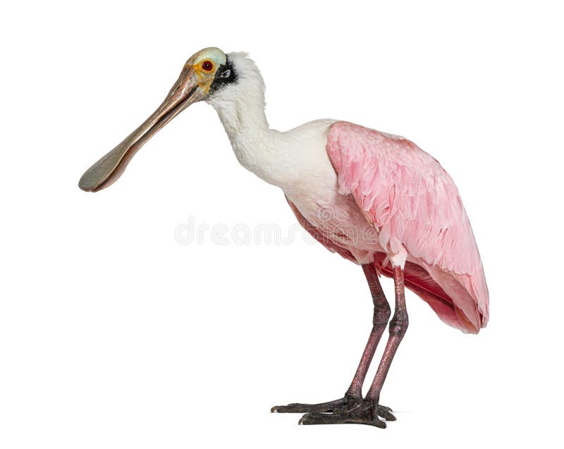 Side View of a Roseate Spoonbill Bird, Platalea Ajaja, Isolated on ...