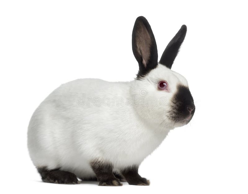 Side View of Russian Rabbit Stock Photo - Image of animal, studio: 77483526