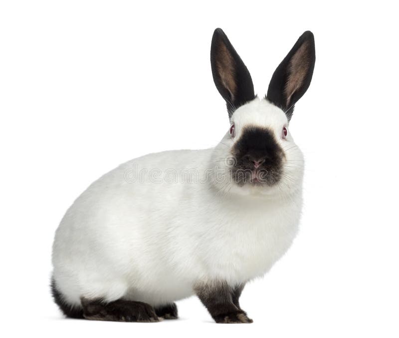 Side View of Russian Rabbit Stock Image - Image of white, studio: 77484335