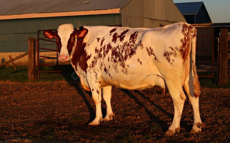 Side View of Rust and White Colored Cow Watching Me Stock Photo - Image ...