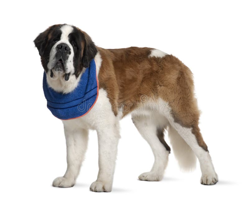 Side View of Saint Bernard Standing Stock Image - Image of pedigree ...