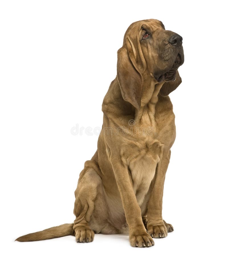 Side View of Saint-Hubert Dog, Sitting Stock Image - Image of square ...