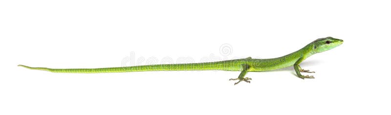 Side View of a Sakishima Grass Lizard with Its Long Queue, Takydromus ...