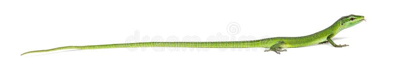 Side View of a Sakishima Grass Lizard with Its Long Queue, Takydromus ...