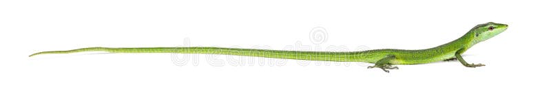 Side View of a Sakishima Grass Lizard with Its Long Queue, Takydromus ...