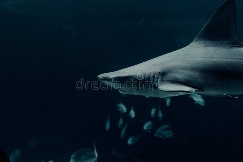 Side View of a Sandbar Shark and Small Fish Underwater Stock Image ...