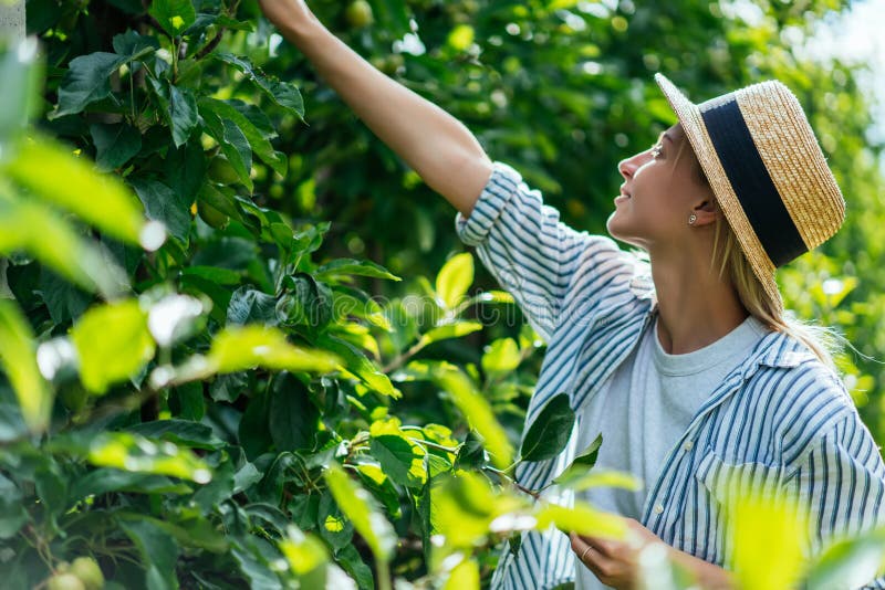 Positive Female Gardener Checking Fruit on Trees Stock Photo - Image of ...