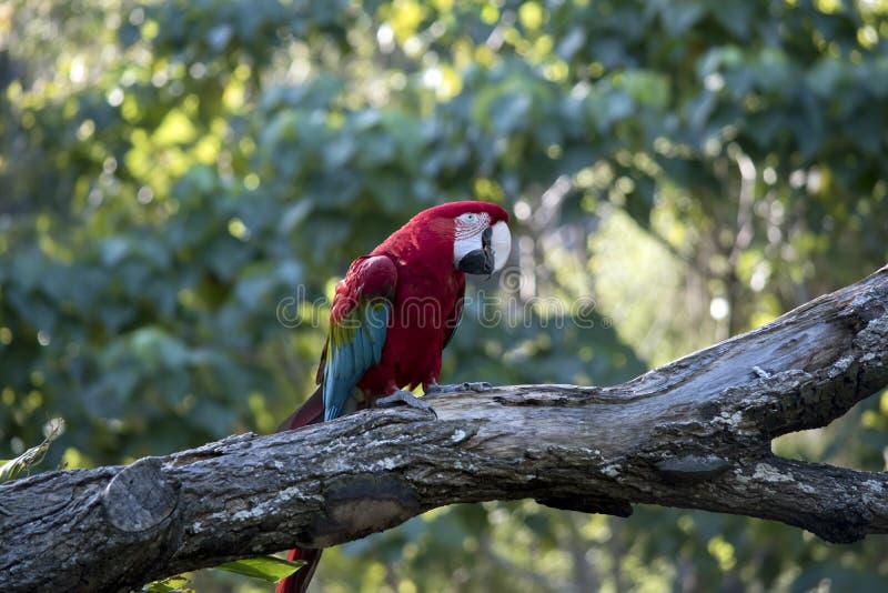 A scarlet macaw stock photo. Image of scarlet, macaw - 125380610