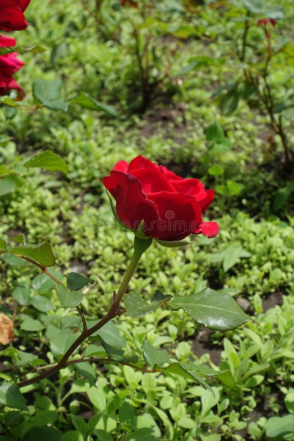 Side View of Red Rose Flower Stock Image - Image of cerise, flowers ...