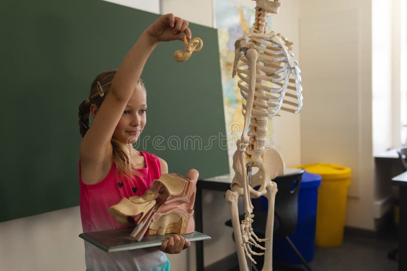 Side View of Schoolgirl Explaining Anatomical Model in Classroom Stock ...