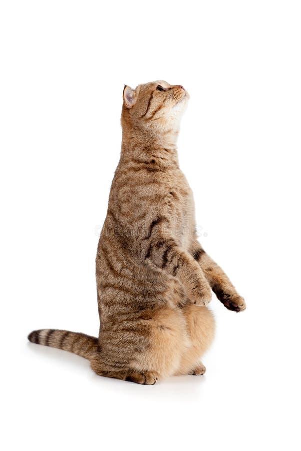 85+ Side view cat Free Stock Photos - StockFreeImages