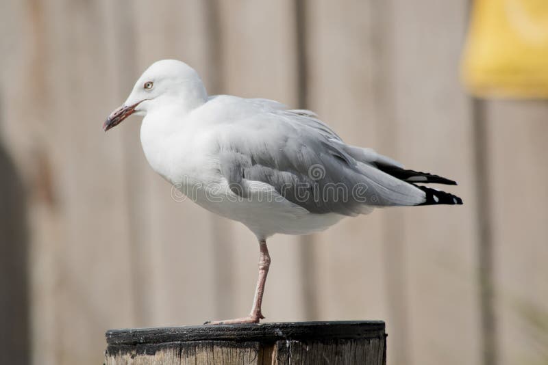 This is a Side View of a Seagull Stock Photo - Image of orange ...
