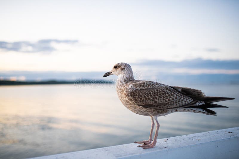 Side View of Seagull Standing on Pier by Sea at Sunset. Stock Photo ...