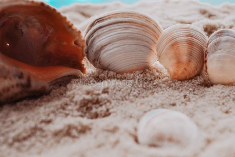 Side View of Seashells on Sand Stock Image - Image of round, color ...