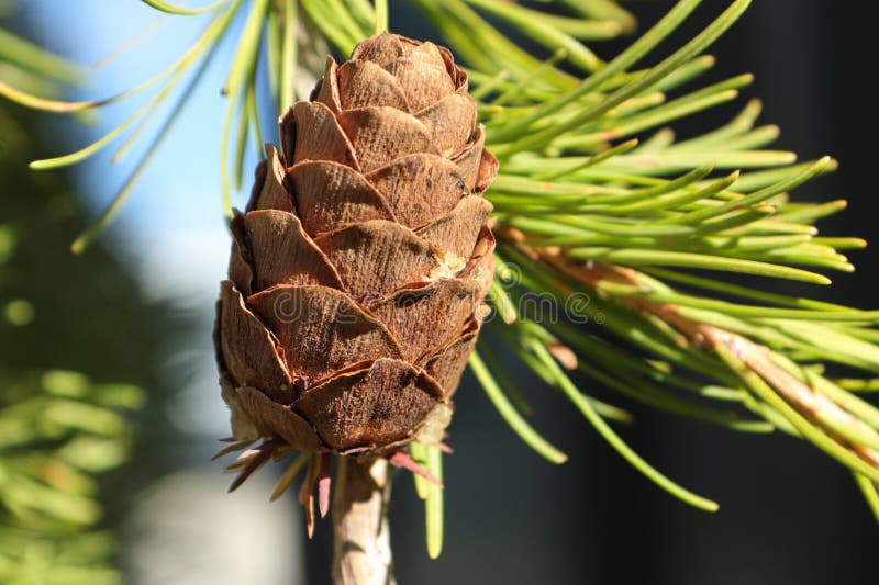 Side View of a Seed Cone on a Larch Tree Stock Photo - Image of hardy ...