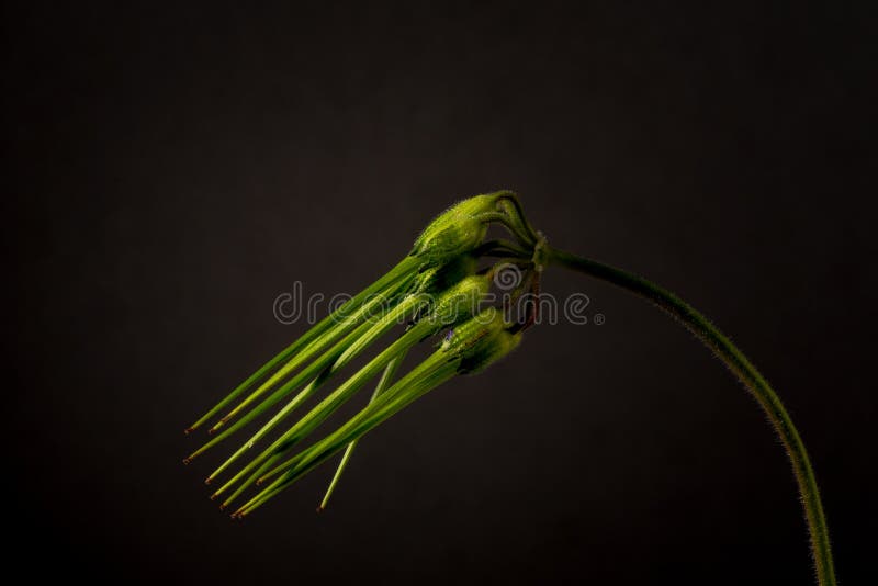 Side View of the Seed Pod of Erodium Cicutarium Stock Photo - Image of ...